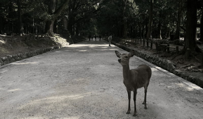 Private Tour to Nara and Inari With Spanish-Speaking Guide - Key Points