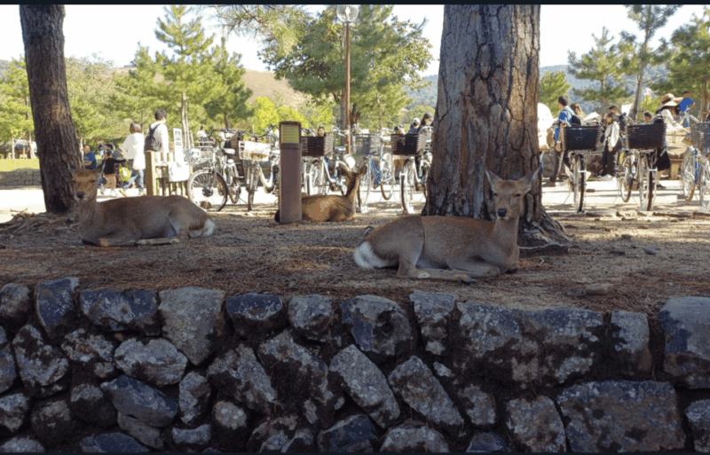 Private Tour to Nara and Inari With Spanish-Speaking Guide - Discover the Wonders of Nara