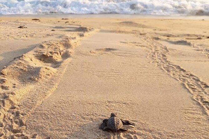 Private tour to release turtles with tickets included - Key Points
