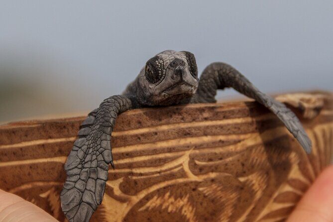 Private tour to release turtles with tickets included - Transport and Timing