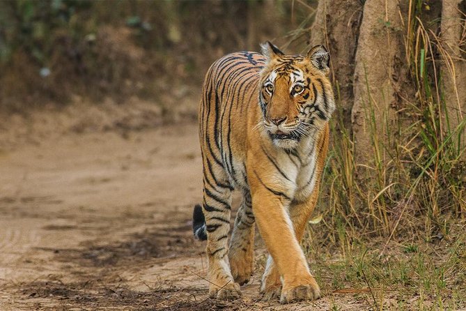 Private Tour to Sariska Tiger National Park by Car from Jaipur - Key Points