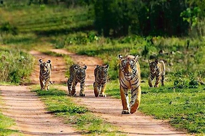 Private Tour to Sariska Tiger National Park by Car from Jaipur - Final Thoughts: Is This Tour for You?