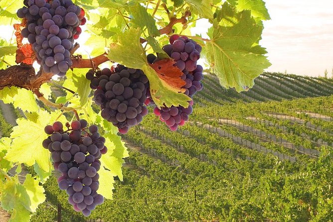 Private Tour to Siena and San Gimignano With Wine Tasting & Lunch - Exploring Siena: The Cathedral and Palio Horse Race