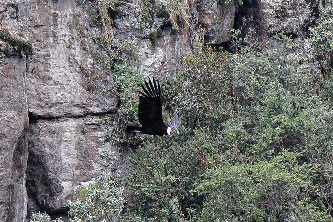 Private Tour to Spotting Condors at Antisana Volcano All Included - Inclusions