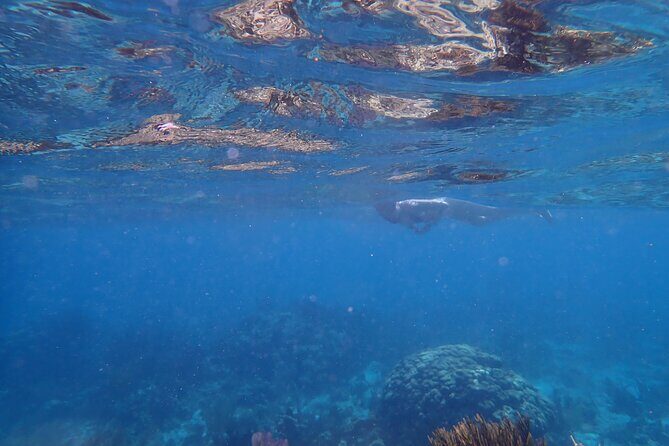 Private Tour to Stingray City & Starfish Point Beach - Detailed Review of the Tour Experience
