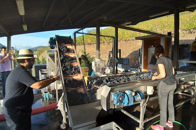 Private Tour to Stunning Douro Valley and Most Renowned Wineries - Discovering Charming Pinhão and Peso Da Régua