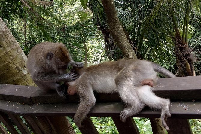 Private Tour to Sumampan Waterfall, Monkey forest, Rice terraces and Swing - FAQs