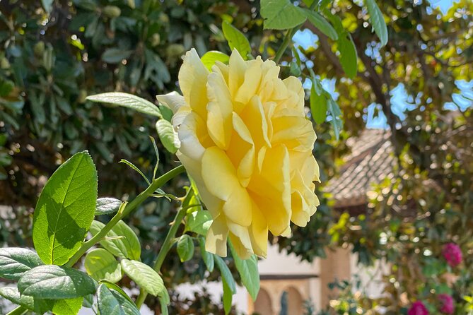 Private Tour to The Alhambra and Generalife from Motril port - Final Thoughts: Is This Tour Worth It?