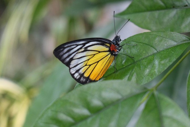 Private Tour to The Best of Animal Attractions in Kuala Lumpur - FAQs