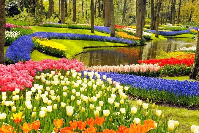 Private Tour to the Keukenhof and Tulip Fields - An In-Depth Look at the Tour Experience