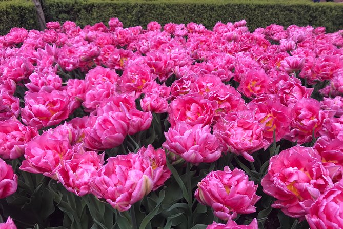 Private Tour to the Keukenhof and Tulip Fields - FAQ