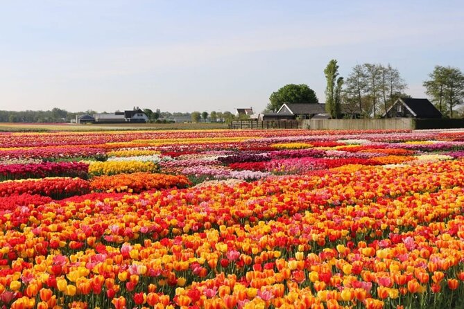 Private Tour to the Tulip Experience with Keukenhof Visit - Authentic Experiences That Shine