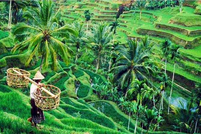 Private Tour Top Sights of Bali in One Day - Tegalalang Rice Terrace: Bali’s Iconic Landscape