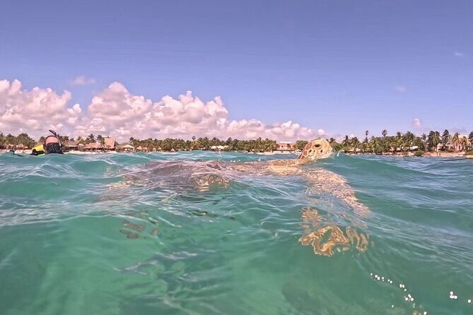 Private Tour: Turtle Swim & Underground Cenote - An In-Depth Look at the Experience