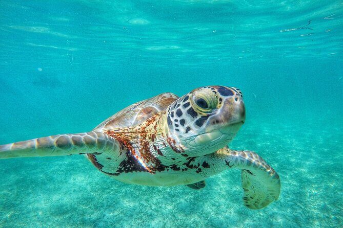 Private Tour: Turtle Swim & Underground Cenote - FAQs
