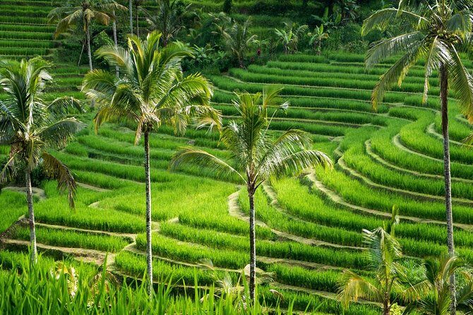 Private tour- UNESCO rice terraces, Ulundanu Beratan, Batukaru, Tanah lot temple - The Practicalities: What to Expect