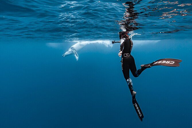 Private tour whale watching and snorkeling in Moorea - Key Points