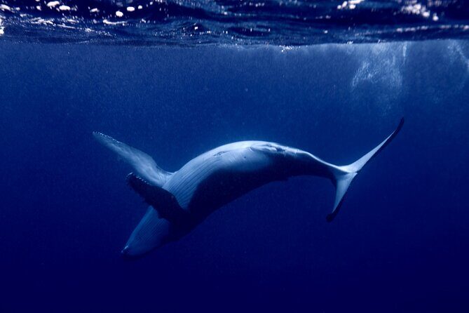 Private tour whale watching and snorkeling in Moorea - A Closer Look at what this Tour Offers