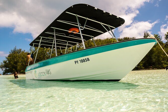 Private tour whale watching and snorkeling in Moorea - Wildlife Encounters