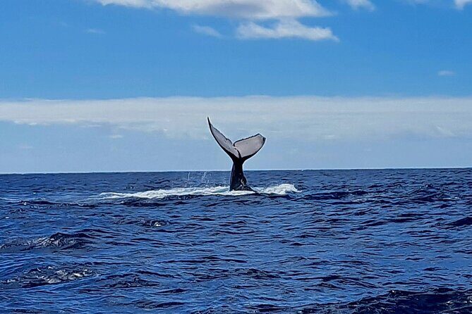 Private tour whale watching and snorkeling in Moorea - Snorkeling with Giants