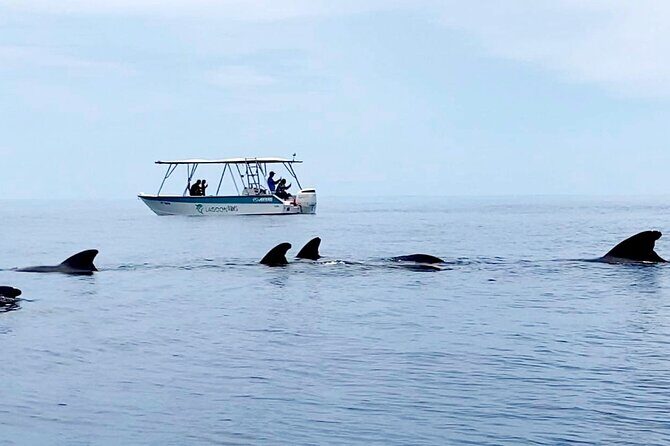 Private tour whale watching and snorkeling in Moorea - Comfort and Safety