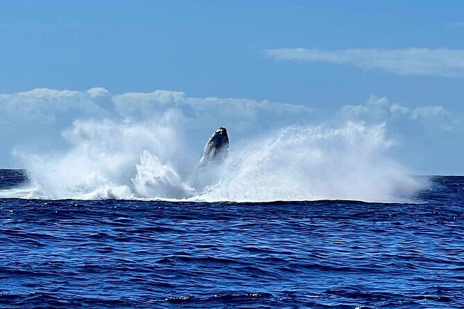 Private tour whale watching and snorkeling in Moorea - Food and Refreshments