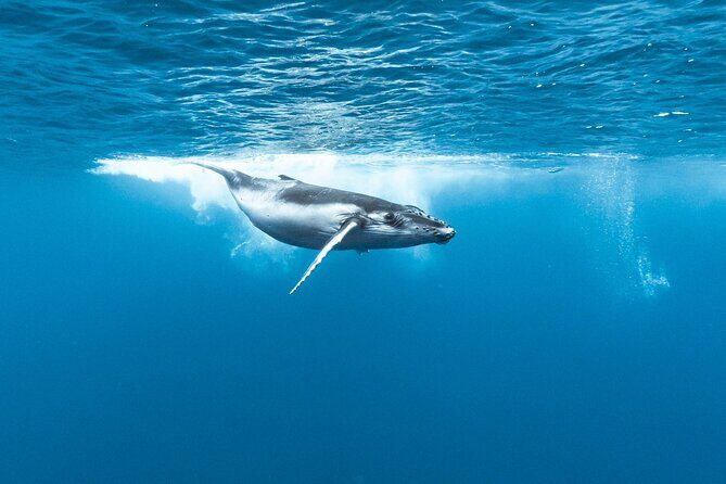 Private tour whale watching and snorkeling in Moorea - Pricing and Value