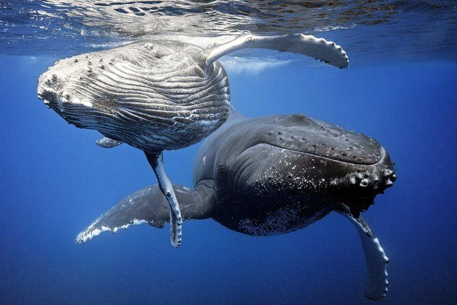 Private Tour Whale Watching BORA-BORA - The Bigger Picture: Who is this tour for?