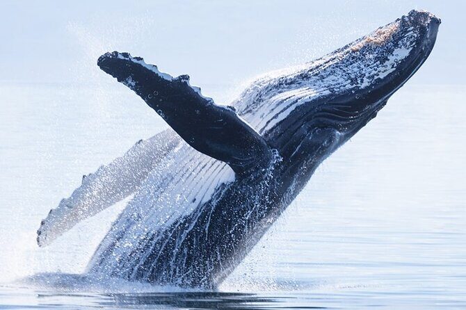 Private Tour Whale Watching - Half Day - Introduction to Moorea’s Whale Watching Experience