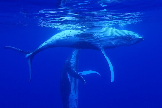 Private Tour Whale Watching - Half Day - The Sum Up