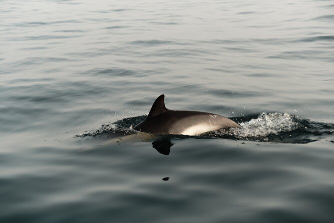 Private Tour with Dolphin Watching in Algeciras Bay - The Sum Up: Who Should Consider This Tour?