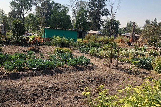 Private Tour: Xochimilco, Coyoacan and Frida Kahlo Museum. - In The Sum Up