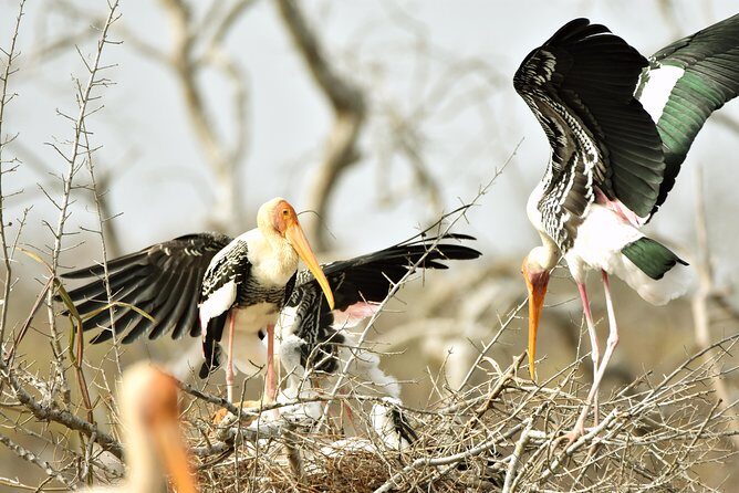 Private Tour: YALA National Park from SHANGRI-LA, Hambanthota - Introduction