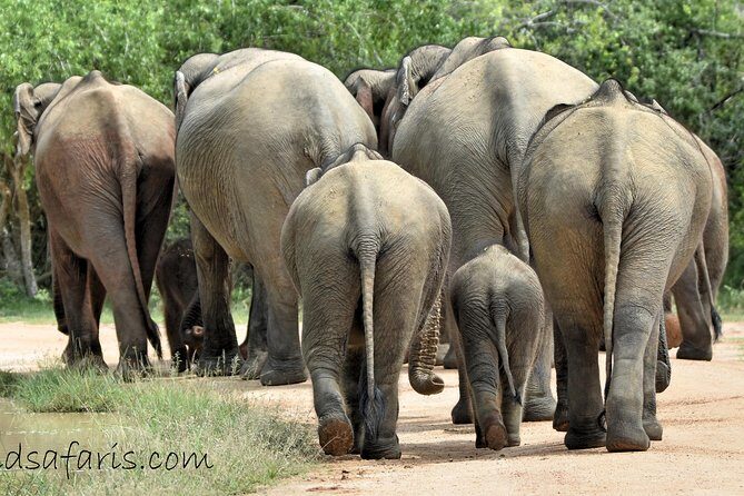 Private Tour: YALA National Park from SHANGRI-LA, Hambanthota - What to Expect from the Yala Safari Experience