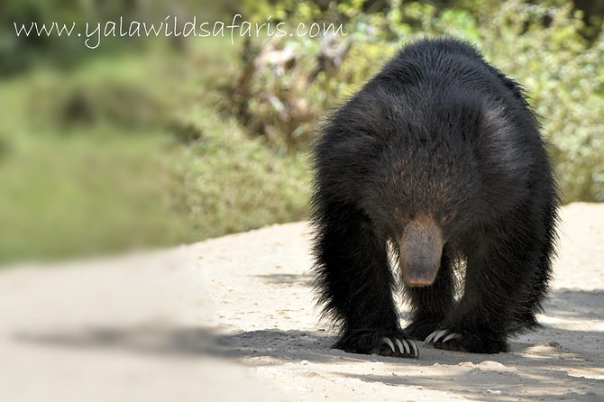 Private Tour : YALA National Park with Experienced Driver and Guide - FAQ