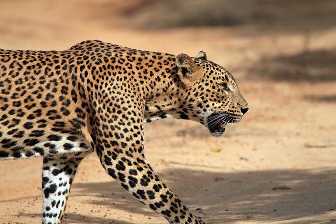 Private Tour : YALA National Park with Experienced Driver/Guide - An In-Depth Look at the Tour Experience