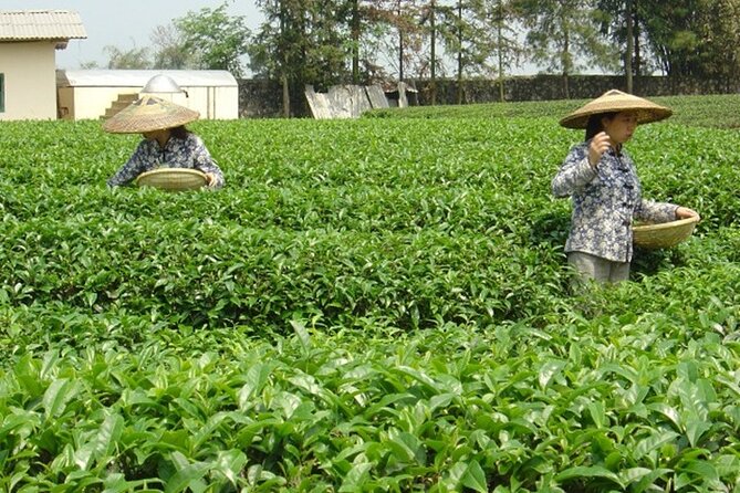 Private Tour: Yao Mountain and Tea Plantation from Guilin - The Sum Up