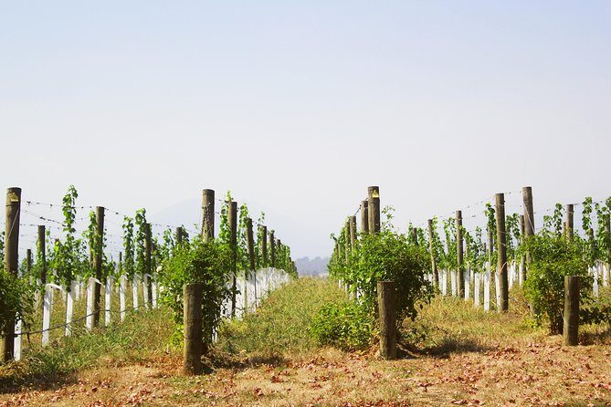 Private Tour: Yarra Valley Wineries with Wine Tastings - The Itinerary in Detail