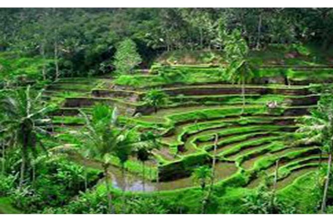 Private Tour:Kintamani Volcano Tour With Entrance Ticket & Hotel Transfer - The Sum Up: Is This Tour Right for You?