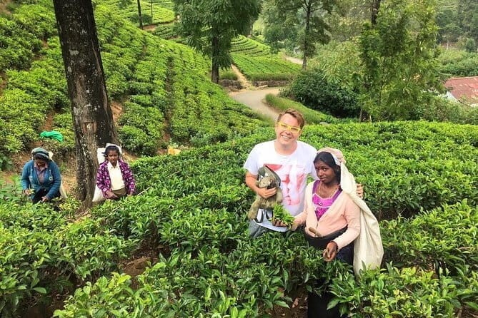 Private tours in Sri Lanka 7 N/8 days for Group of 5-6 people - Who Is This Tour Best Suited For?