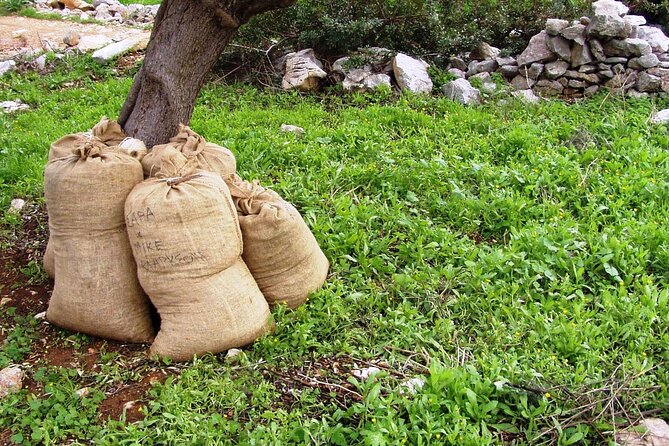 Private Tour:Visit of Agricultural Farm and free time in Olympia - A Closer Look at the Tour Itinerary