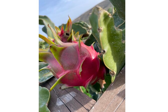 Private Traditional Olive Grove and Dragon Fruit Farm Tour - Key Points