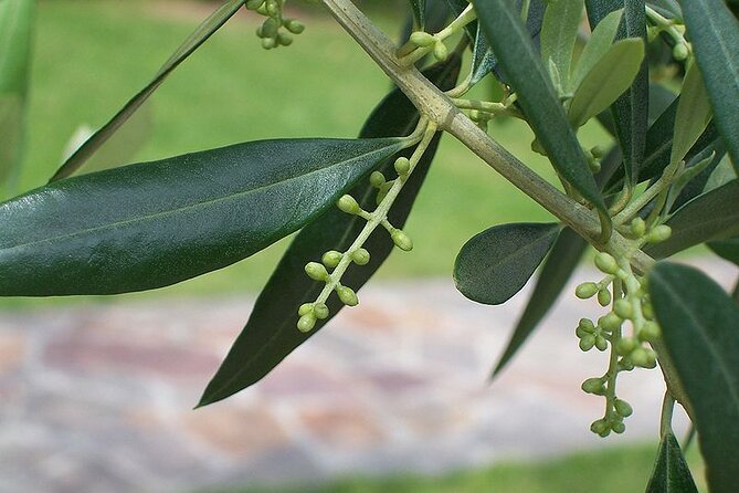 Private Traditional Olive Grove and Dragon Fruit Farm Tour - Highlights of the Experience