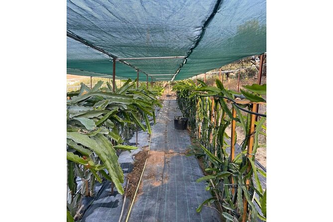 Private Traditional Olive Grove and Dragon Fruit Farm Tour - Tasting the Fresh Produce
