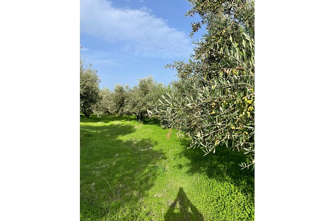 Private Traditional Olive Grove and Dragon Fruit Farm Tour - Immersive Scenic Views