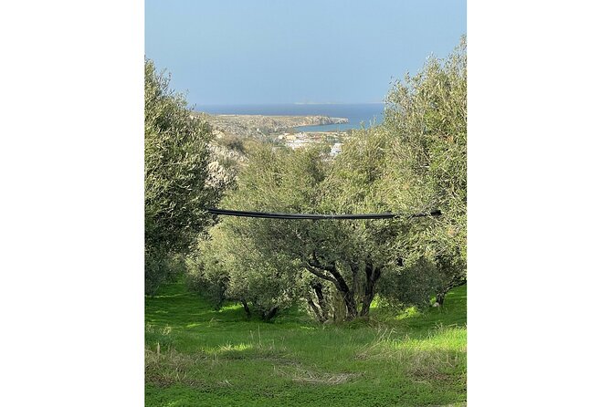 Private Traditional Olive Grove and Dragon Fruit Farm Tour - Practical Information and Booking