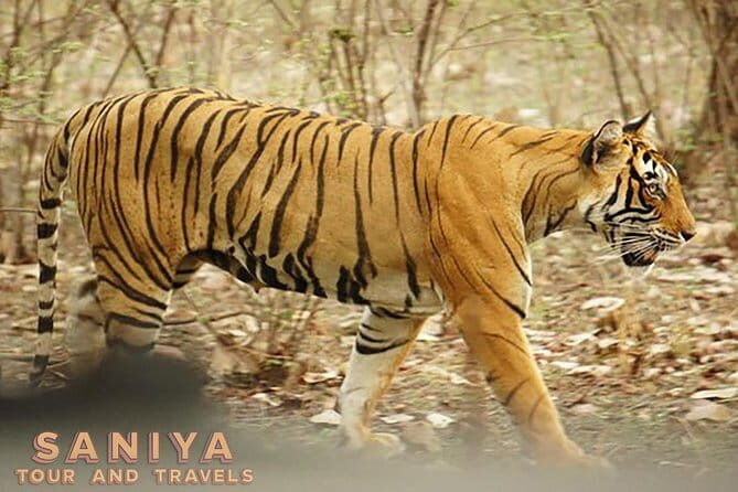 Private Transfer: Agra City to Ranthambore National Park With Abandoned City - Why Choose This Transfer?