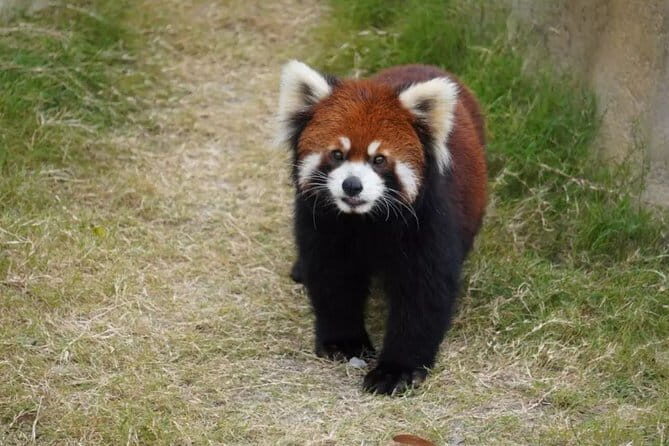 Private Transfer between Nanjing Jinniuhu Wild Animal Park and City Hotels - Discovering the Private Transfer between Nanjing Jinniuhu Wild Animal Park and City Hotels