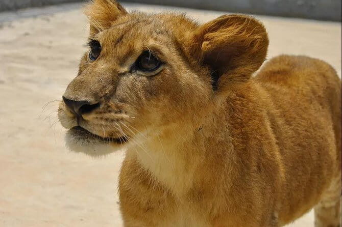 Private Transfer between Nanjing Jinniuhu Wild Animal Park and City Hotels - A Closer Look at the Experience