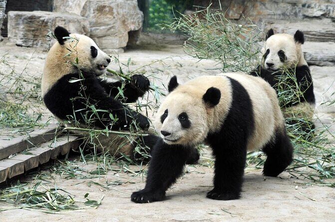 Private Transfer between Shanghai Zoo and City Hotels - Key Points